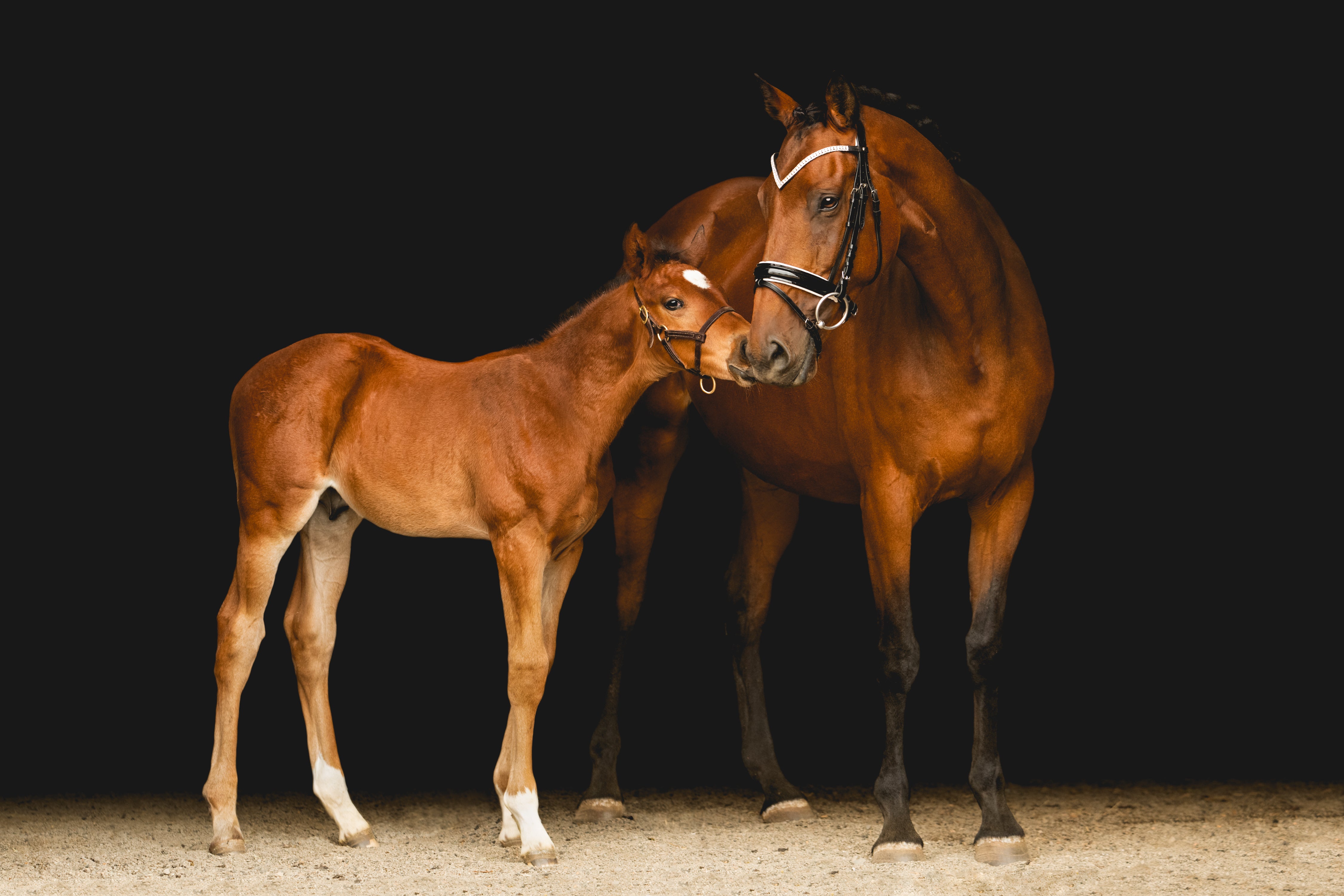 Apparel – Auven Equestrian